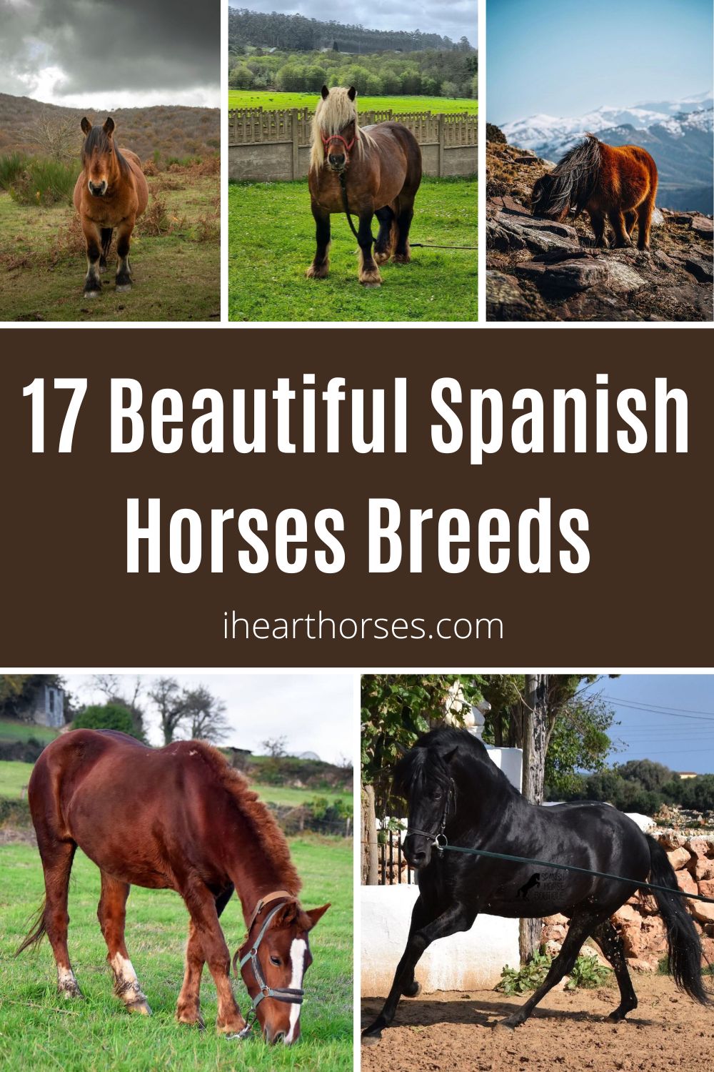 17 Beautiful Spanish Horses Breeds (Rare Photos)
