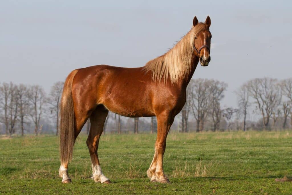 These Are The 7 Smartest Horse Breeds Out There