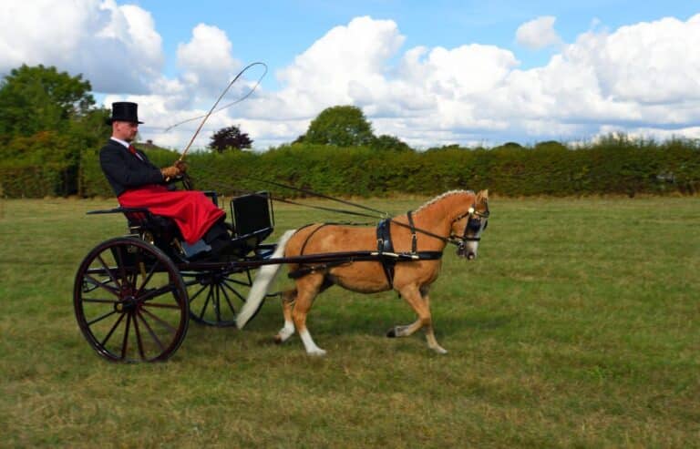 9 Types of Horse-Drawn Carriages (with Images)