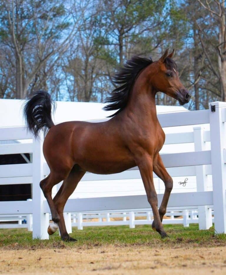 11 Best Horse Breeds For Kids (Gentle and Calm)