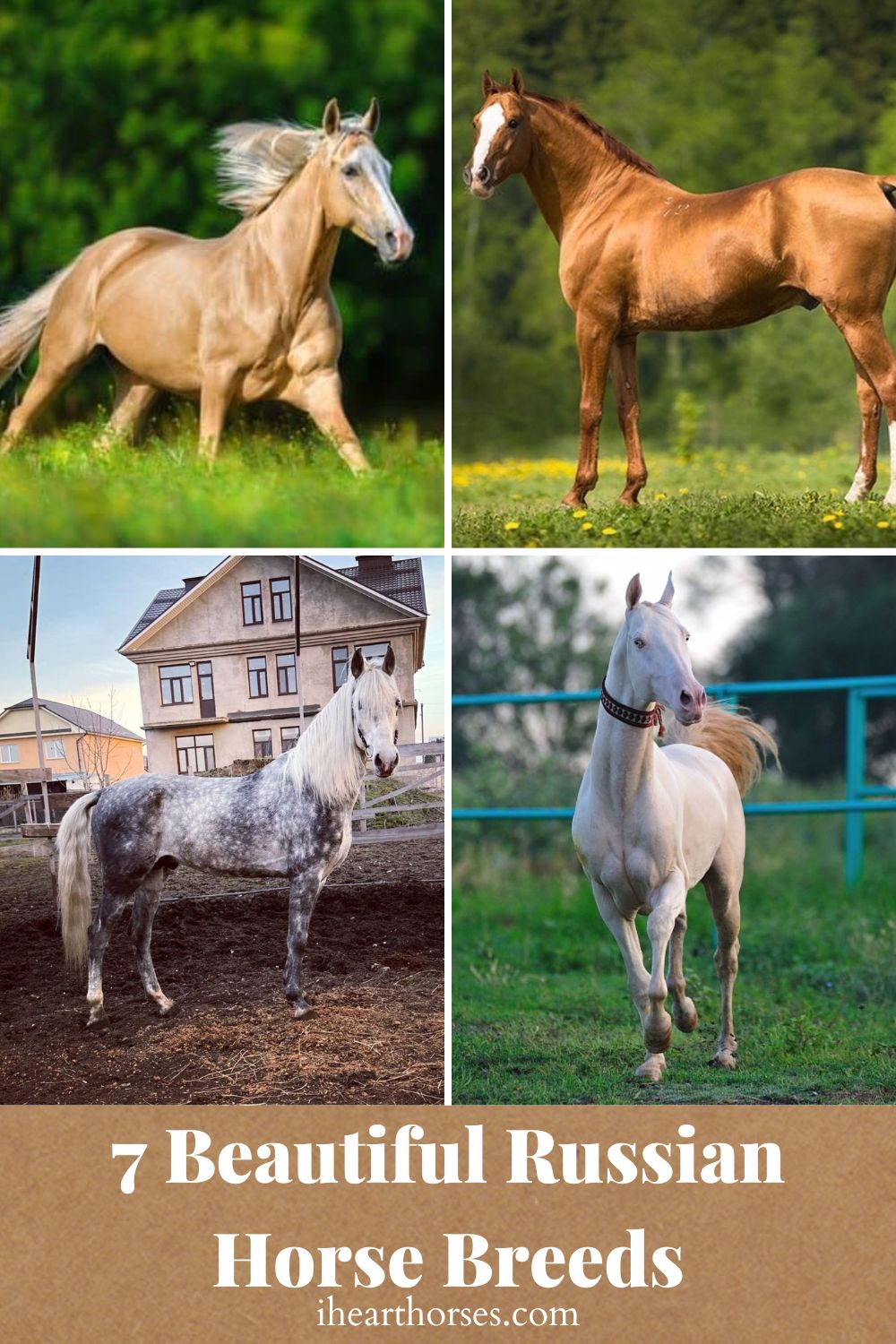 7 Beautiful Russian Horse Breeds (with Photos)