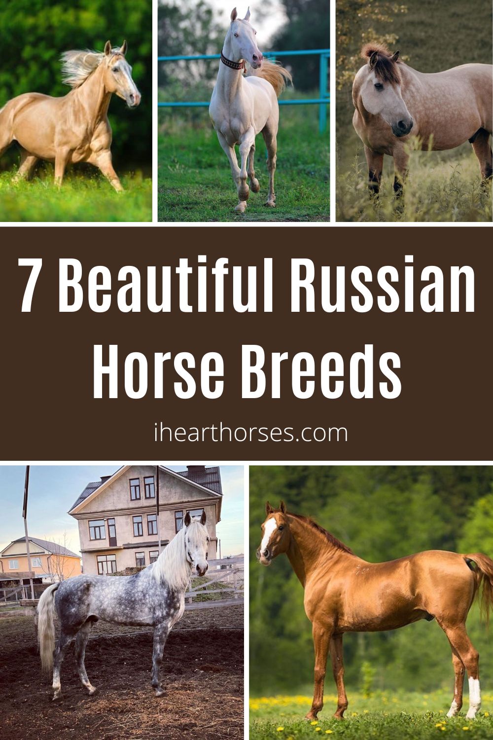 7 Beautiful Russian Horse Breeds (with Photos)