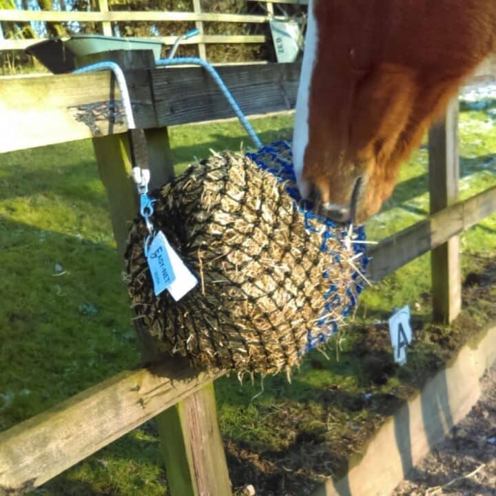 11 Ingenious Horse Feeder Ideas (With Photos)