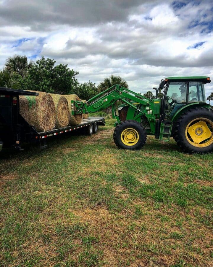 11 Brilliant Horse Hay Ideas (Clever Tips)