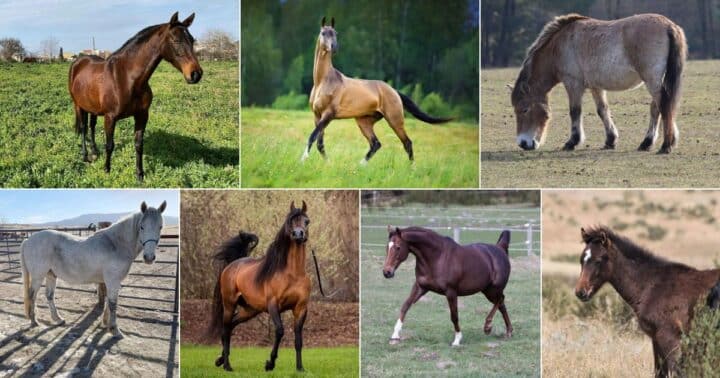 7 of the Most Dangerous Horse Breeds in the World (with Photos)