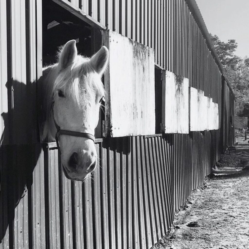 17 Beautiful Horse Farm Ideas You'll Love (With Photos)
