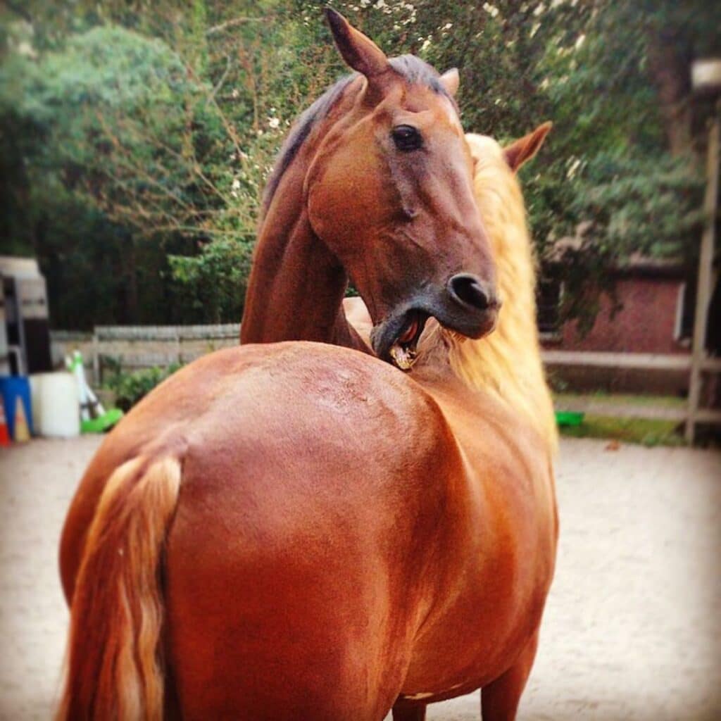 7 of the Most Dangerous Horse Breeds in the World (with Photos)