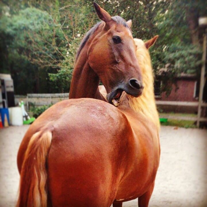 7 of the Most Dangerous Horse Breeds in the World (with Photos)